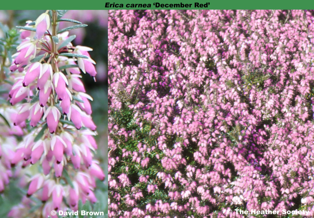 ‘December Red’ – Heather World