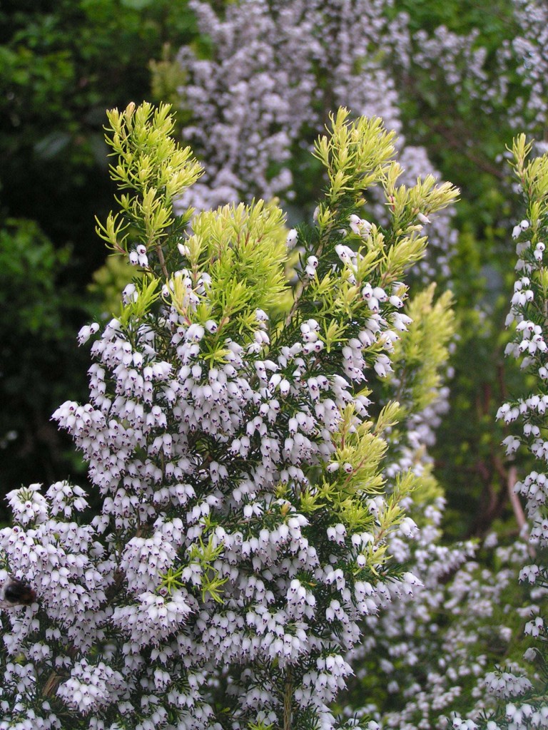 Erica x veitchii ‘Gold Tips’ – Heather World