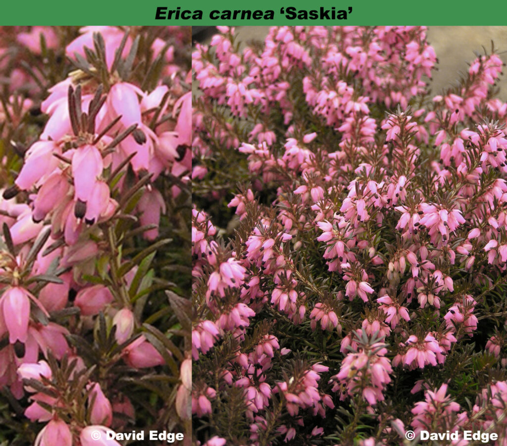 ‘Saskia’ – Heather World