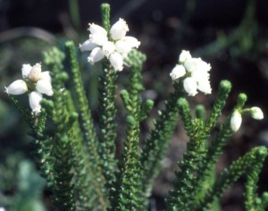 Erica andevalensis f. albiflora : corolla white – Heather World