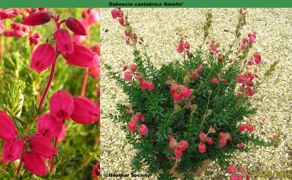 Daboecia cantabrica : St Dabeoc’s heath, Irish heath – Heather World