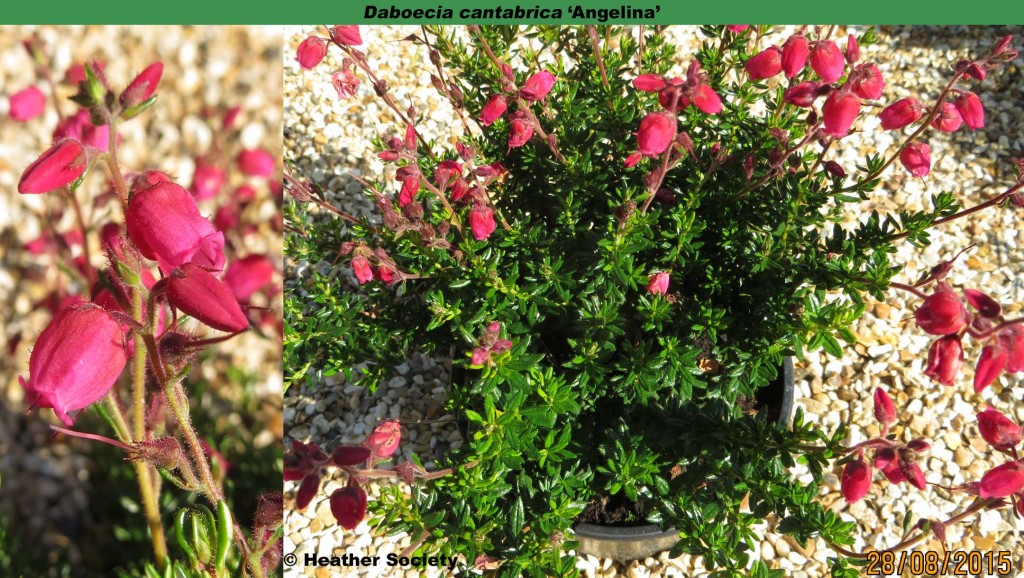 Daboecia cantabrica flowers (pale) pink to (dark) purple (f. cantabrica ...