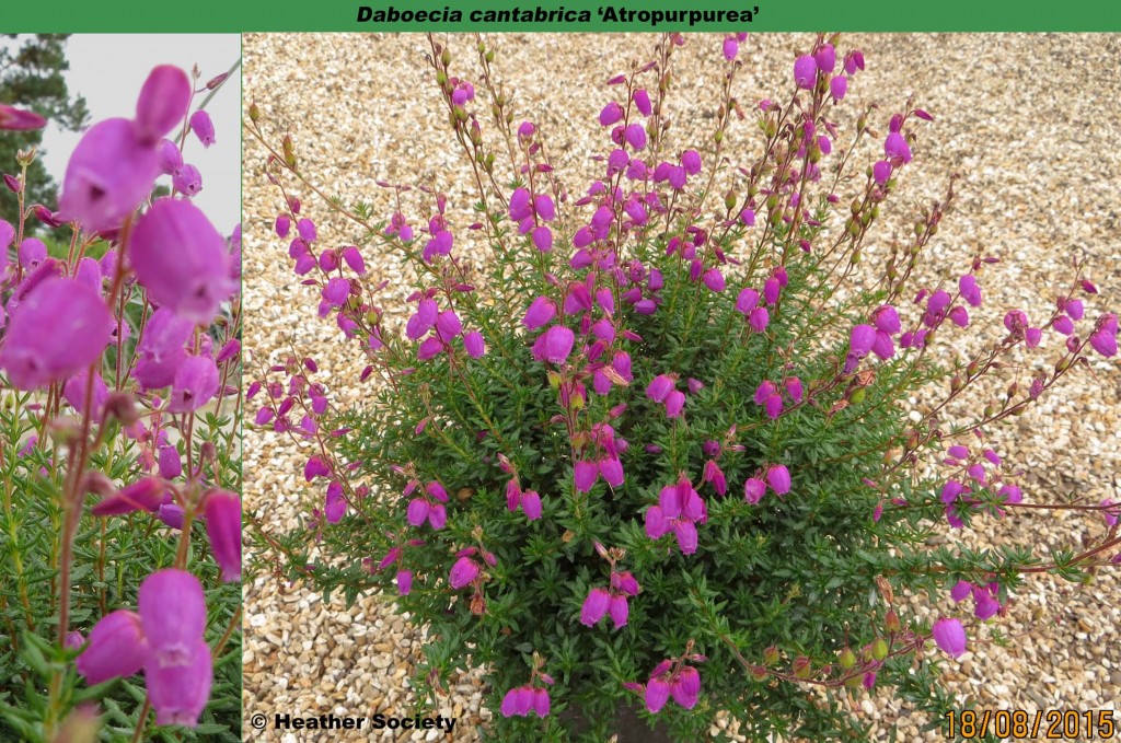 Daboecia cantabrica flowers (pale) pink to (dark) purple (f. cantabrica ...