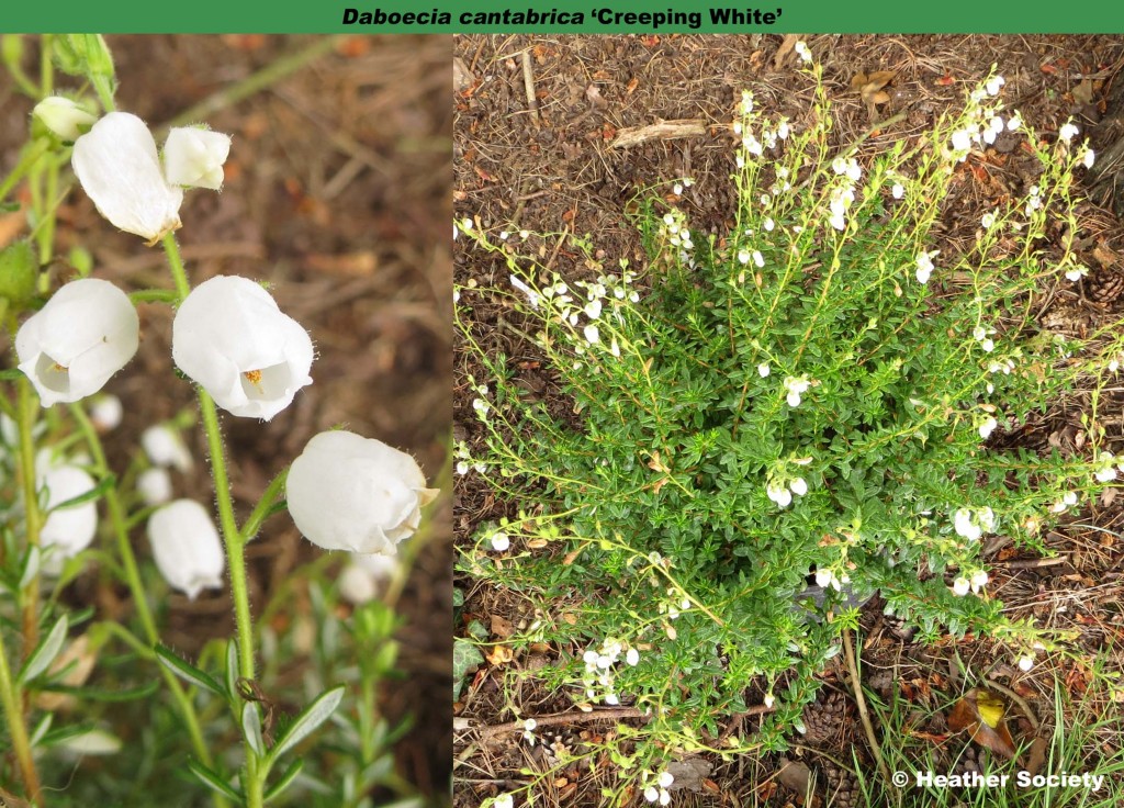 ‘Creeping White’ – Heather World
