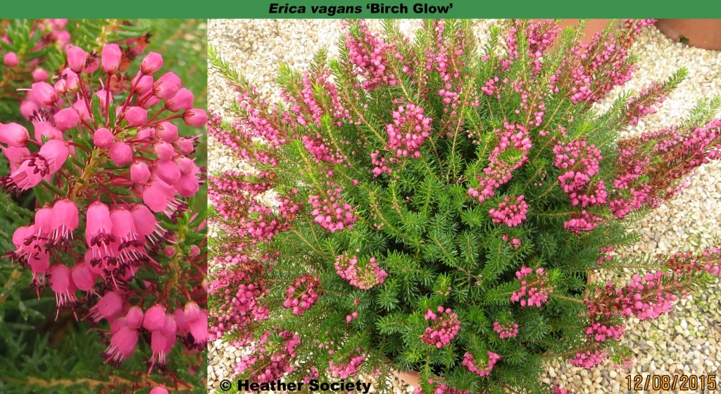 Erica vagans : Cornish heath – Heather World