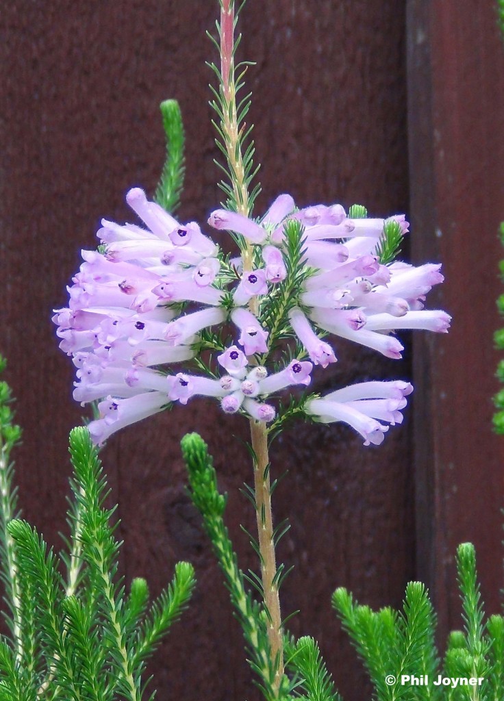 Erica verticillata – Heather World