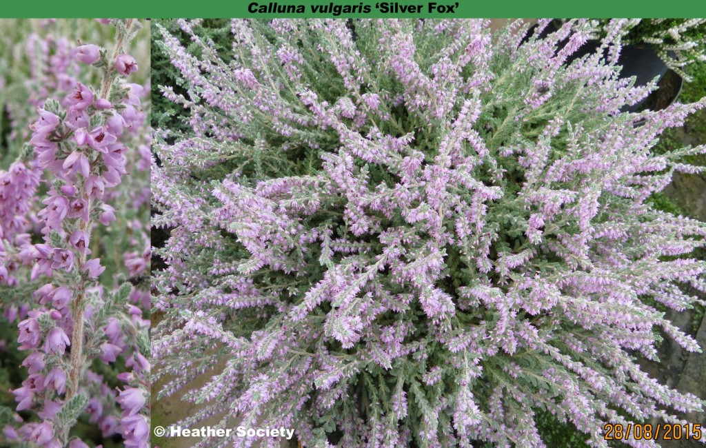 ‘Silver Fox’ – Heather World