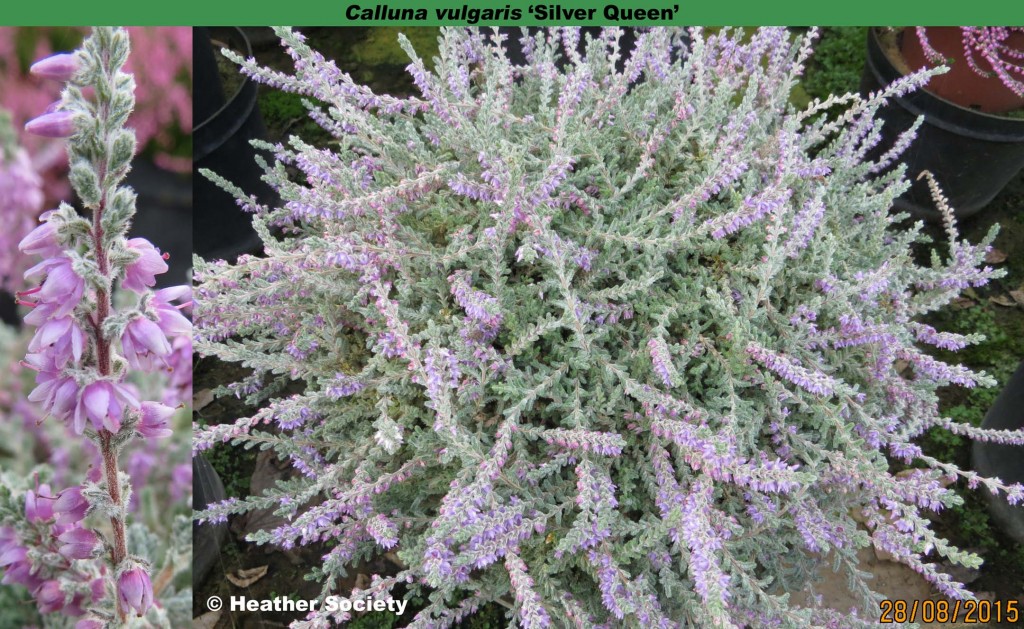 ‘Silver Queen’ – Heather World