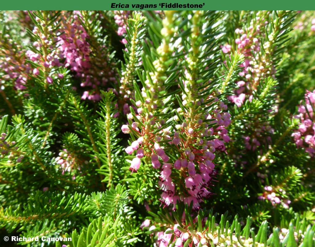 Erica vagans : Cornish heath – Heather World