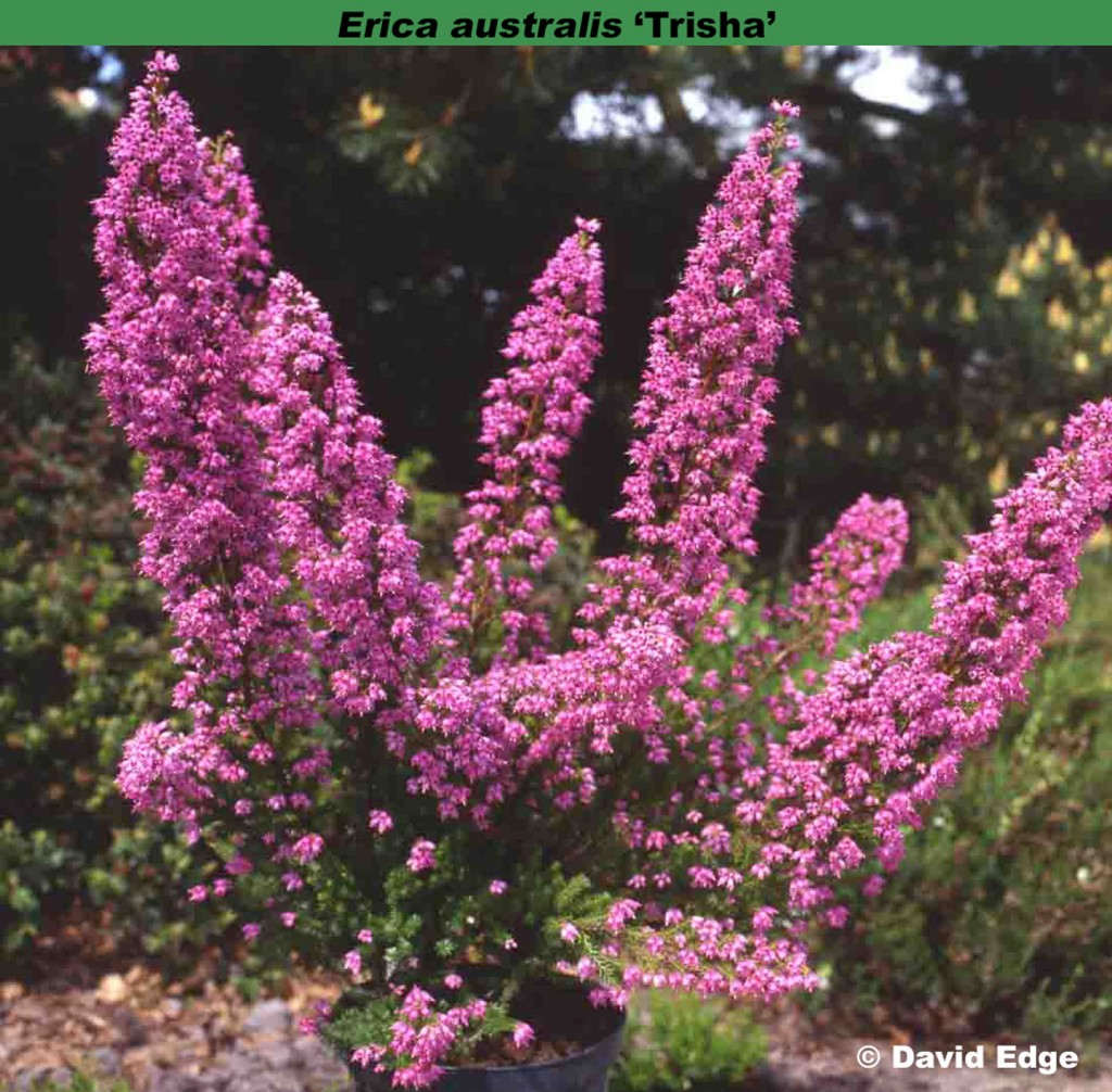 Erica australis f. australis: corolla not white – Heather World