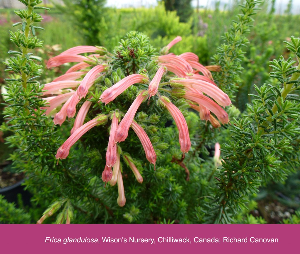 Erica glandulosa subsp. glandulosa – Heather World