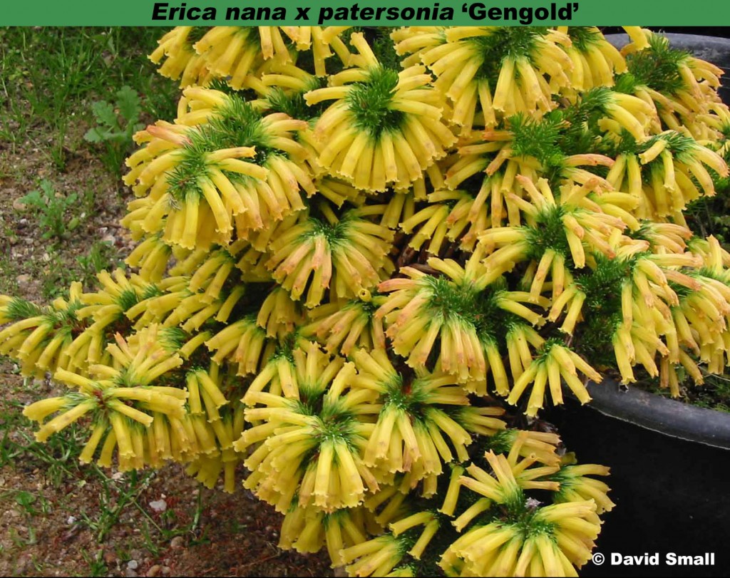 ‘Gengold’ (=Erica nana x patersonia) – Heather World