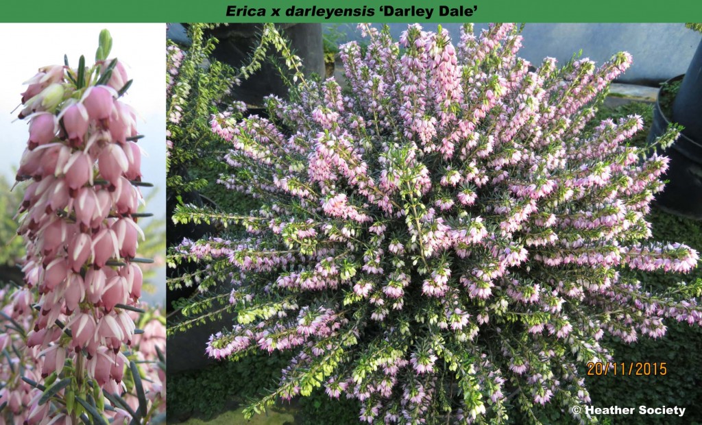 ‘Darley Dale’ – Heather World