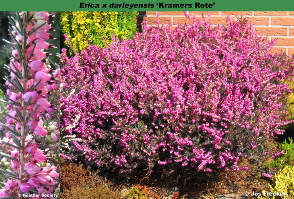 ‘Kramers Rote’ – Heather World