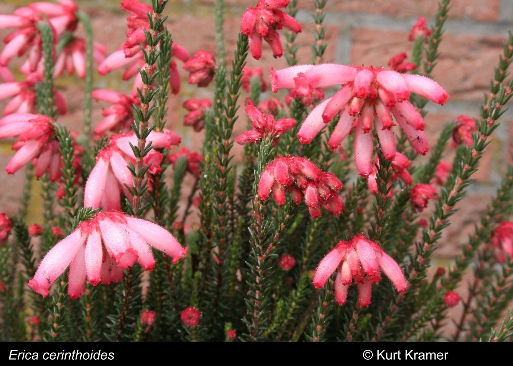 Cape heaths and other African species – Heather World