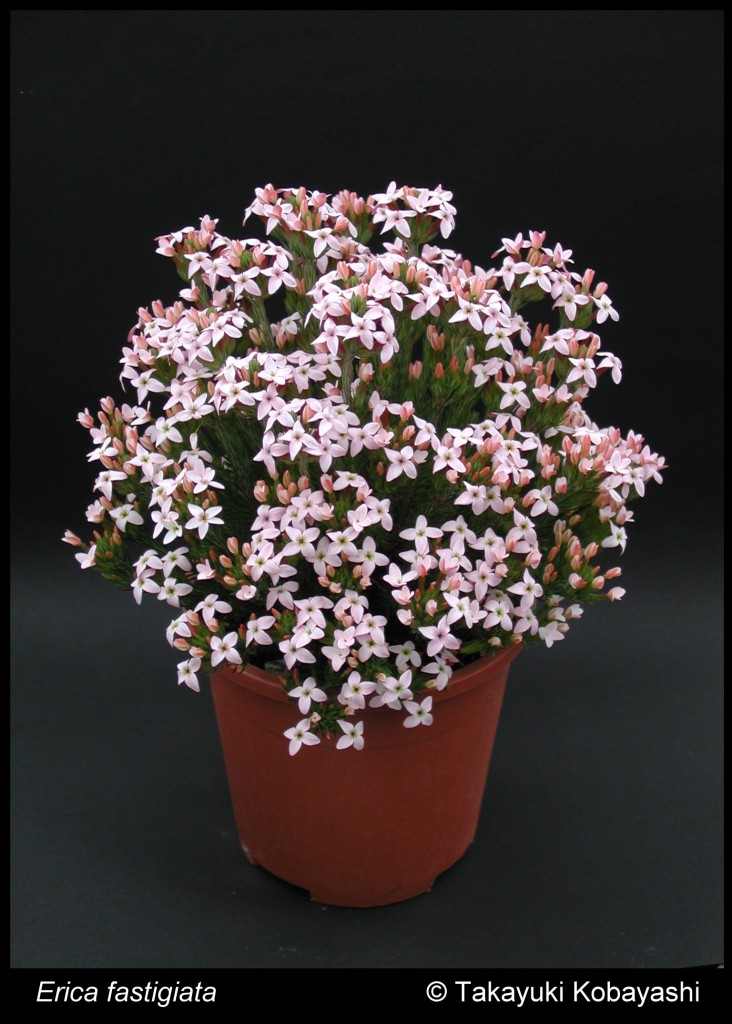 Cape heaths and other African species – Heather World