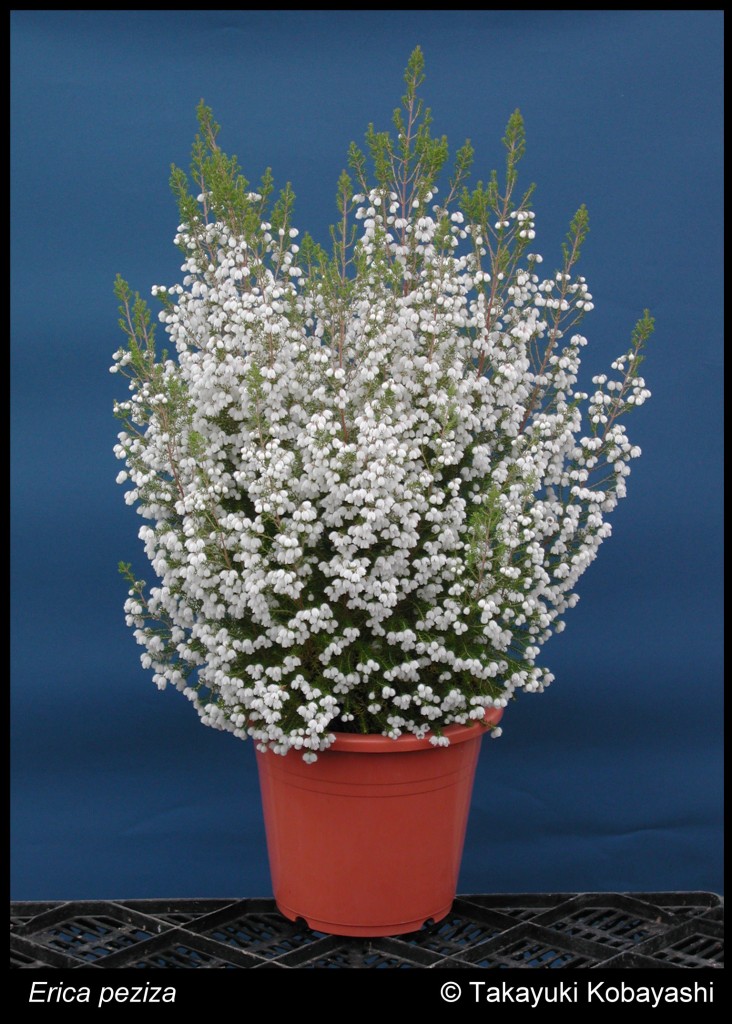 Cape heaths and other African species – Heather World