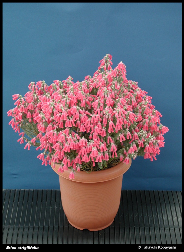 Cape heaths and other African species – Heather World