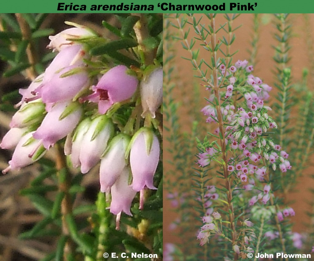 Erica x arendsiana ‘Charnwood Pink’ – Heather World