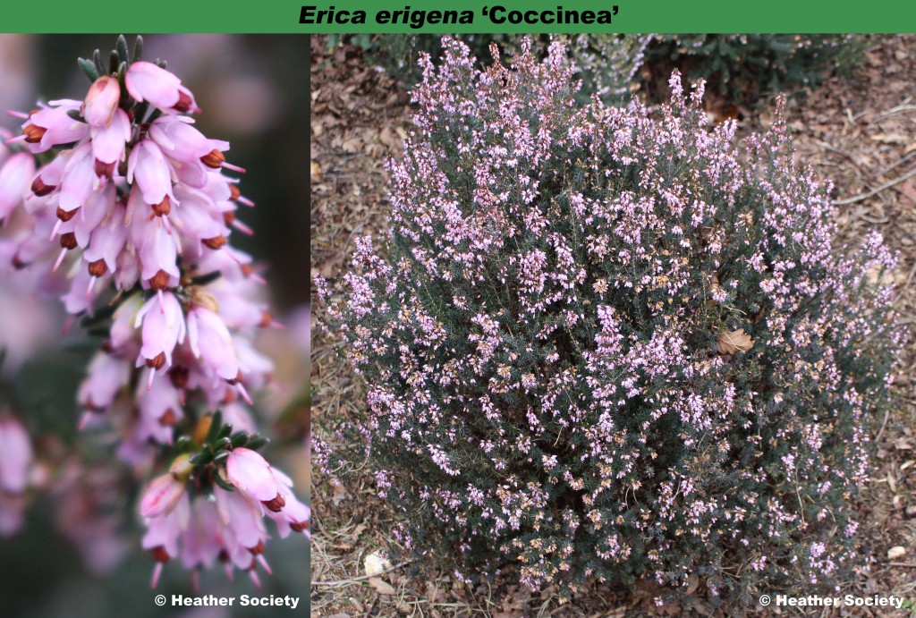 Erica erigena flowers various shades of pink (f. erigena) – Heather World