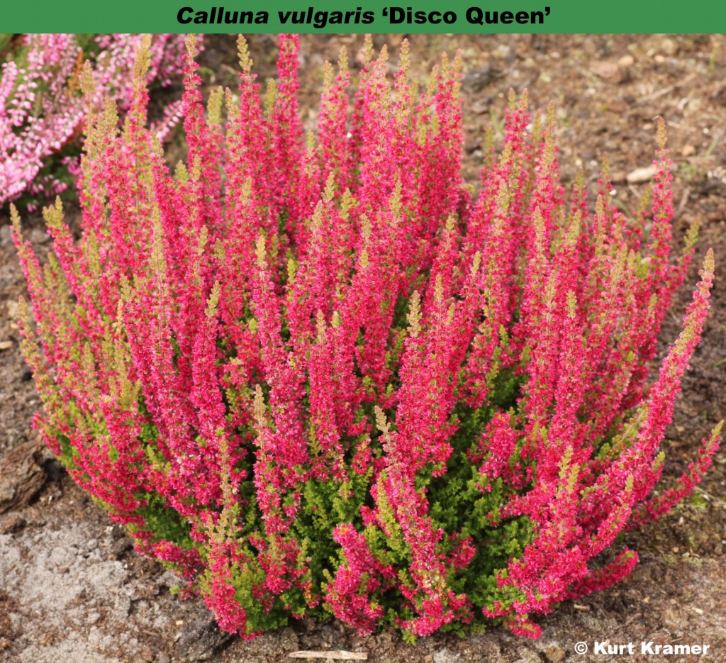 ‘Disco Queen’ – Heather World