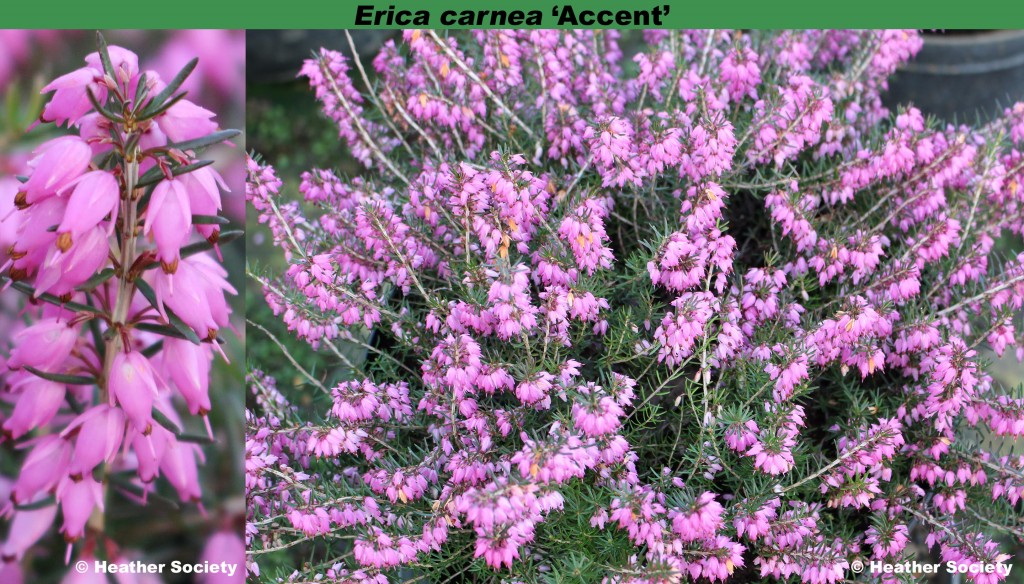Erica carnea : corolla various shades of pink, not pure white (f ...