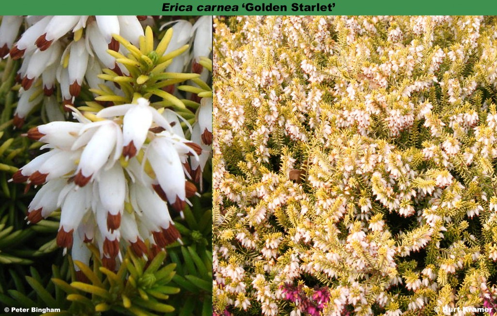 Erica carnea : foliage golden or yellow ( f. aureifolia) – Heather World