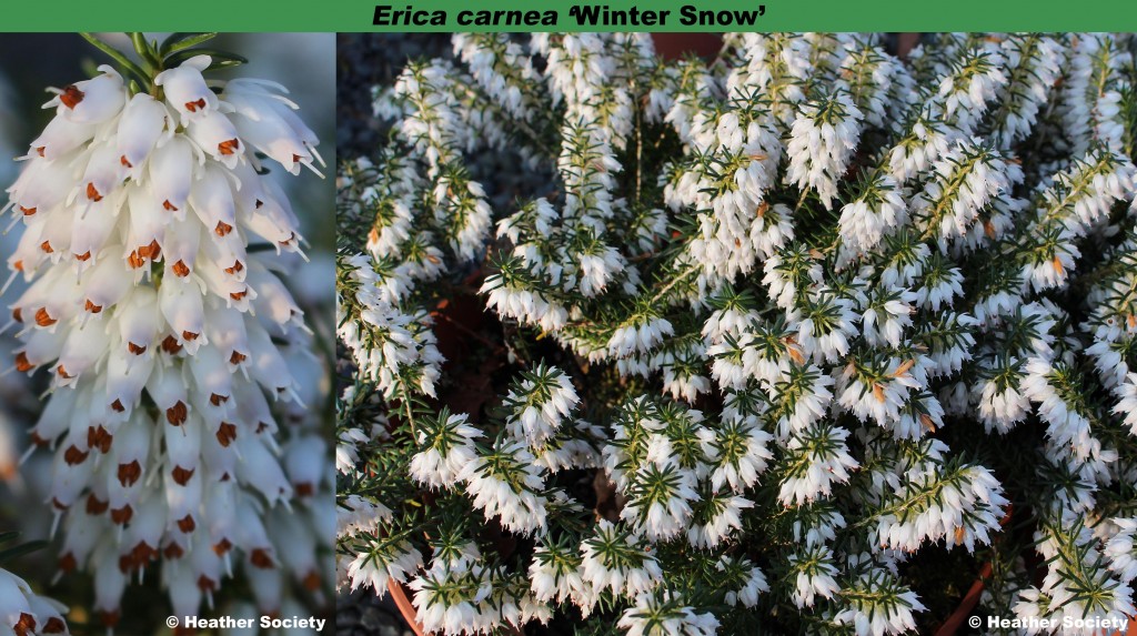 Erica carnea ‘Winter Snow’ – Heather World