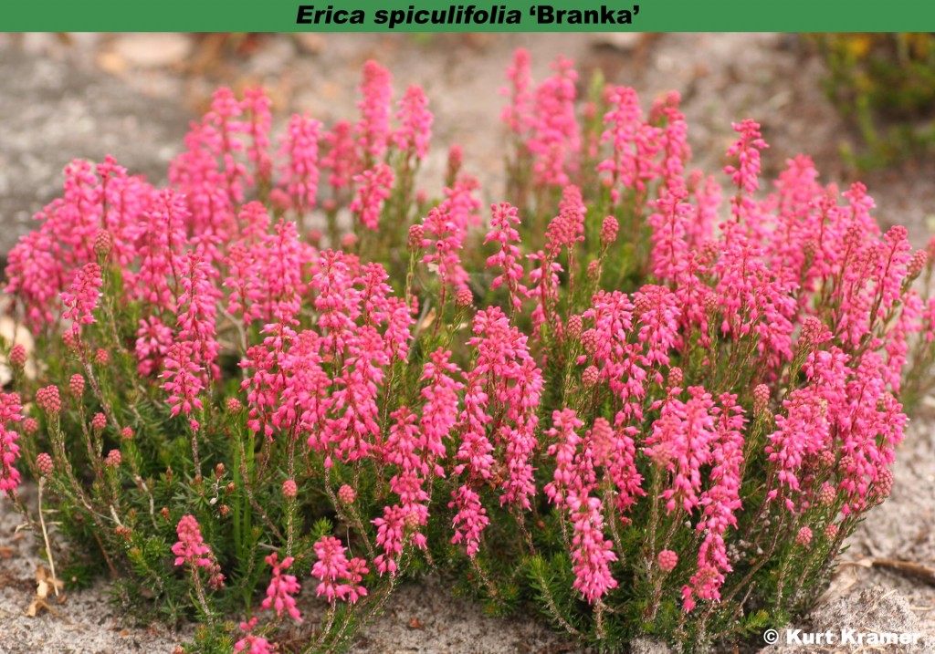 Erica spiculifolia : Balkan heath, Bruckenthalia – Heather World