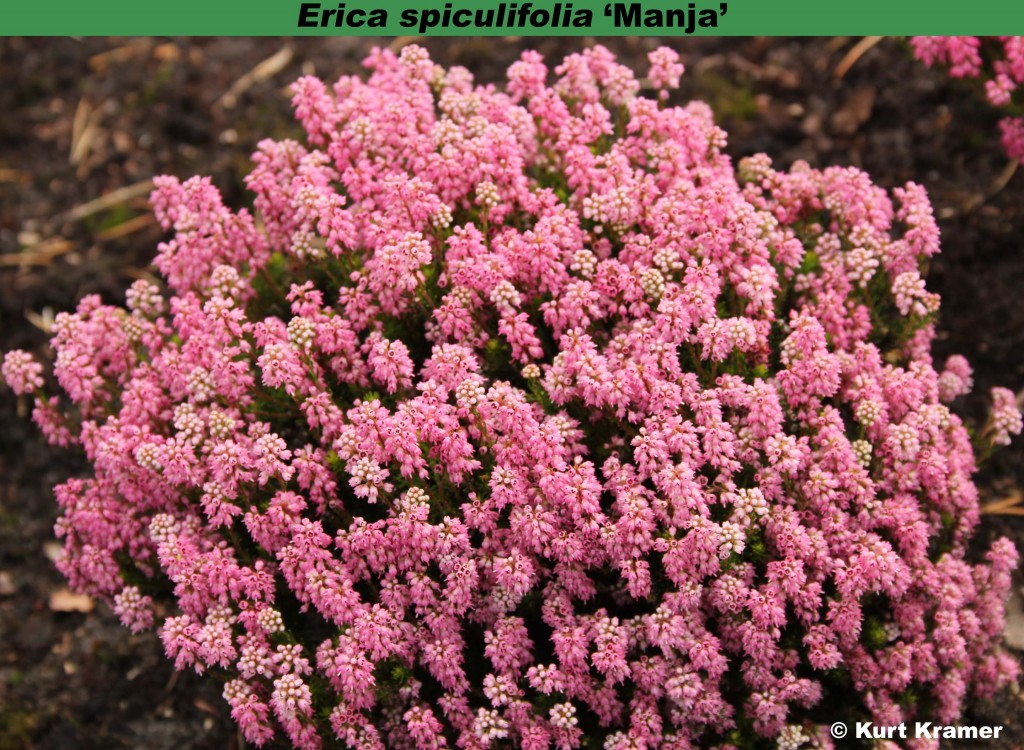 Erica spiculifolia : Balkan heath, Bruckenthalia – Heather World