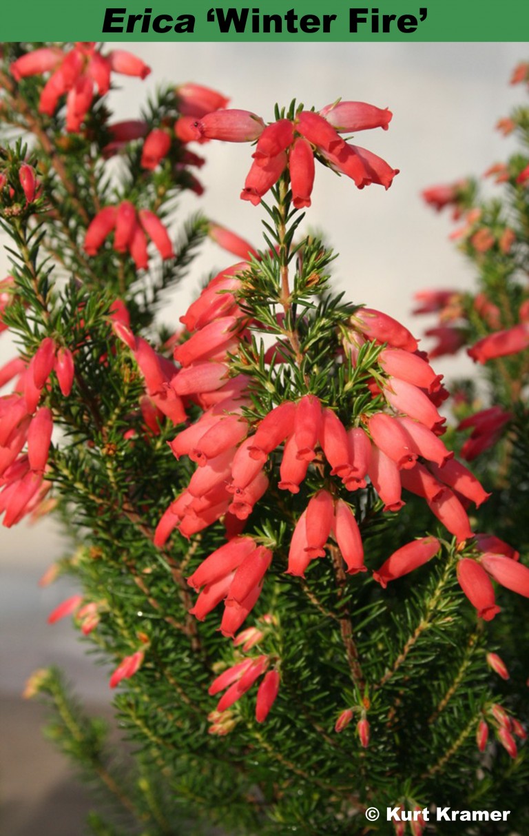 ‘Winter Fire’ – Heather World