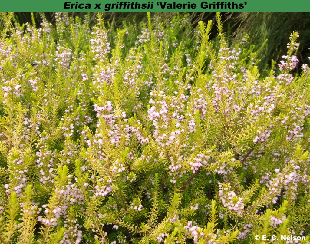 Erica x griffithsii – Heather World