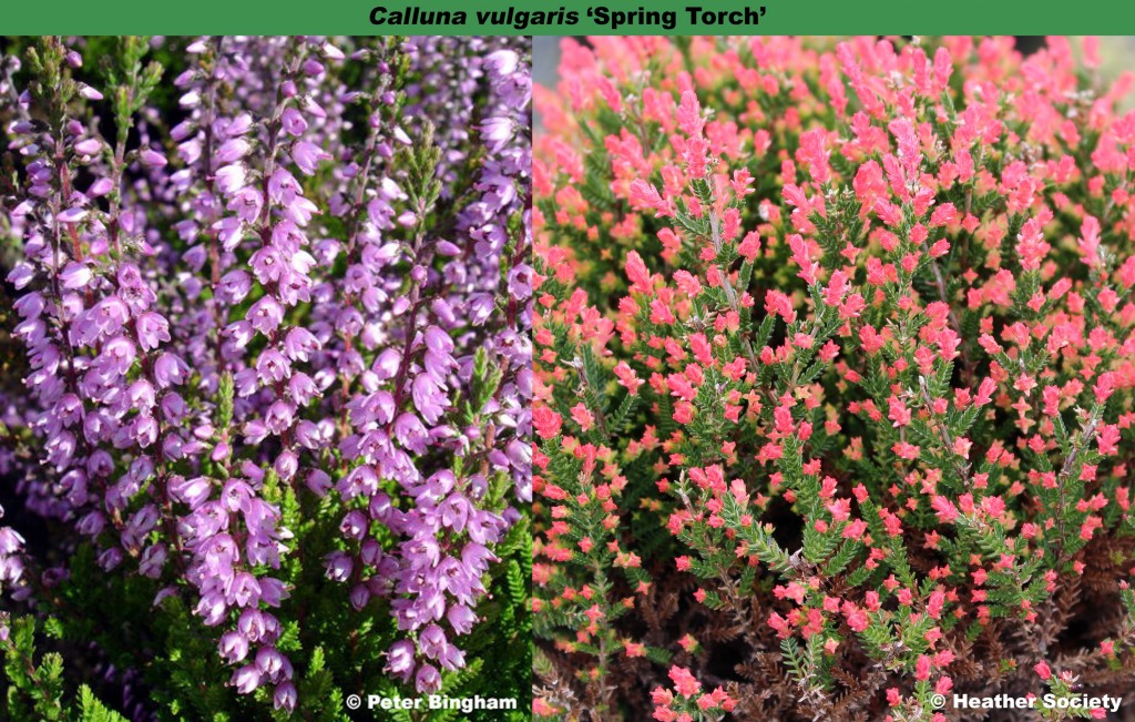 ‘Spring Torch’ – Heather World