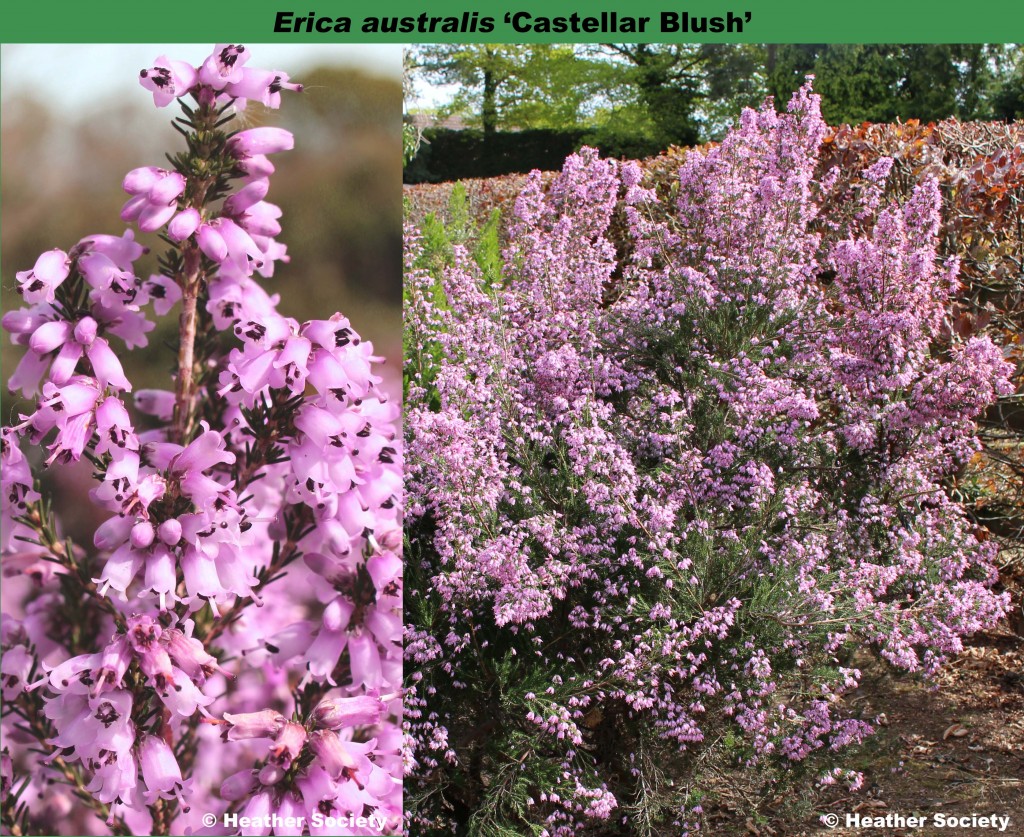 Erica australis f. australis: corolla not white – Heather World