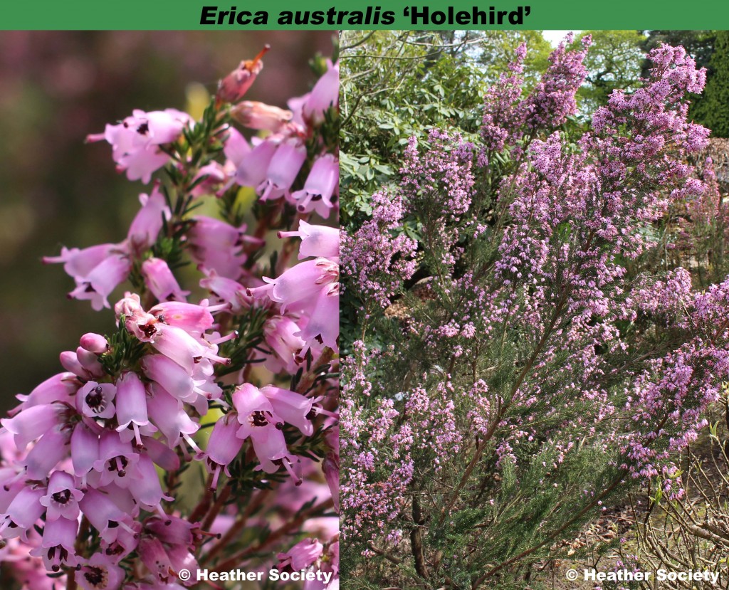 Erica australis f. australis: corolla not white – Heather World