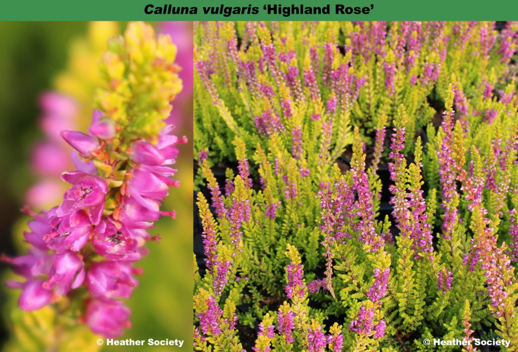 ‘Highland Rose’ – Heather World