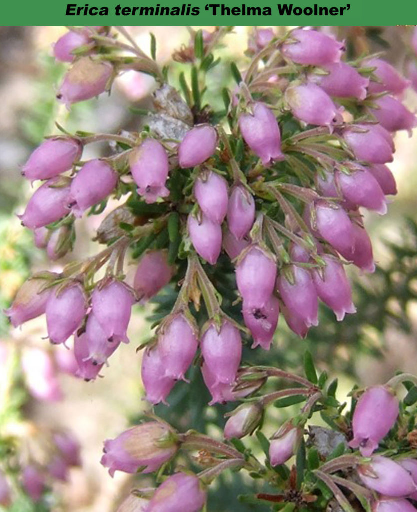 Erica terminalis ‘Thelma Woolner’ – Heather World