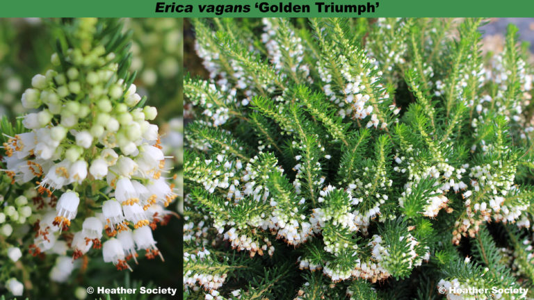 ‘Golden Triumph’ – Heather World