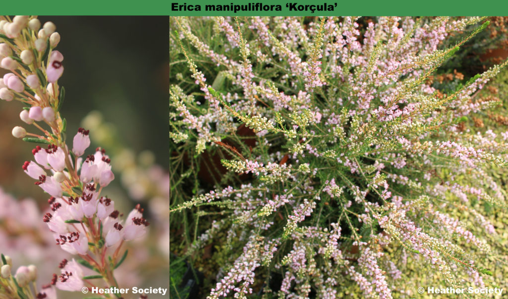 Erica manipuliflora – Heather World