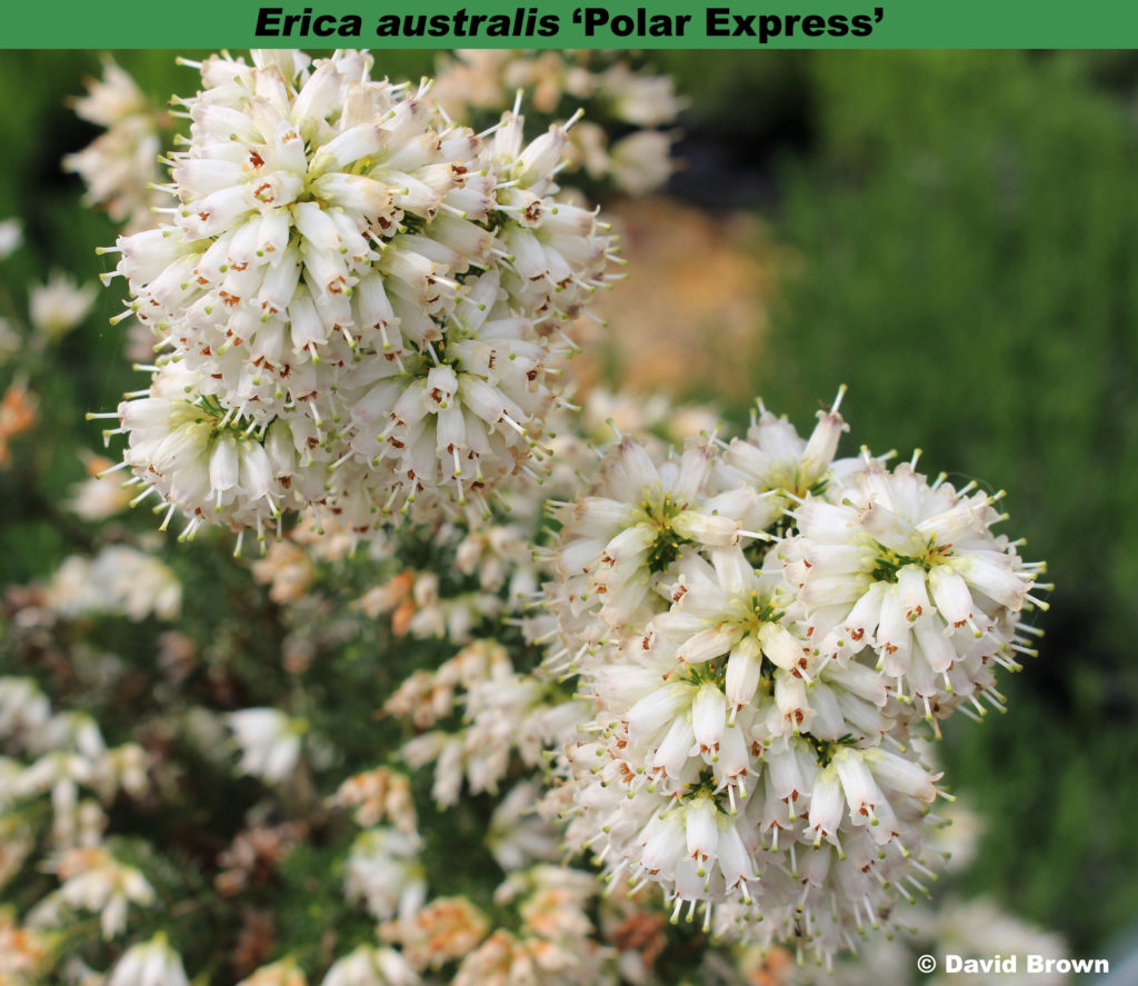 Erica australis ‘Polar Express’ – Heather World