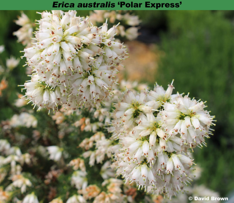 Erica australis ‘Polar Express’ – Heather World