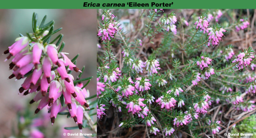 ‘Eileen Porter’ – Heather World