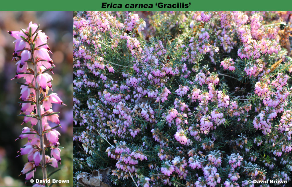 ‘Gracilis’ – Heather World