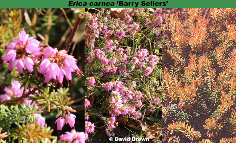 Erica carnea : foliage golden or yellow ( f. aureifolia) – Heather World