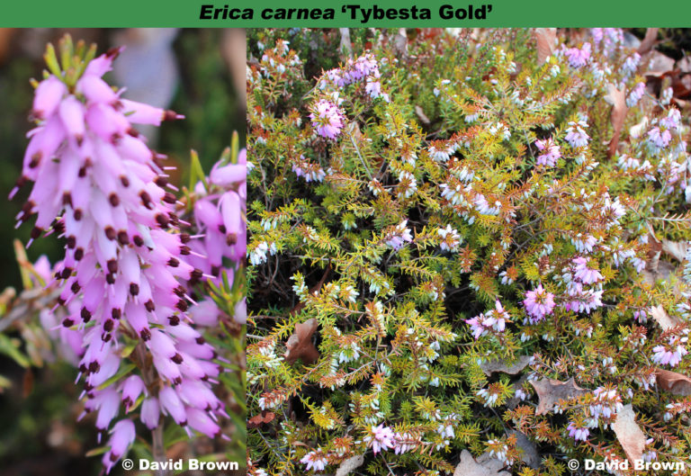 Erica carnea : foliage golden or yellow ( f. aureifolia) – Heather World