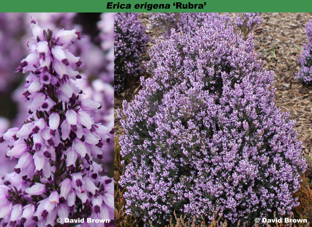 Erica erigena flowers various shades of pink (f. erigena) – Heather World