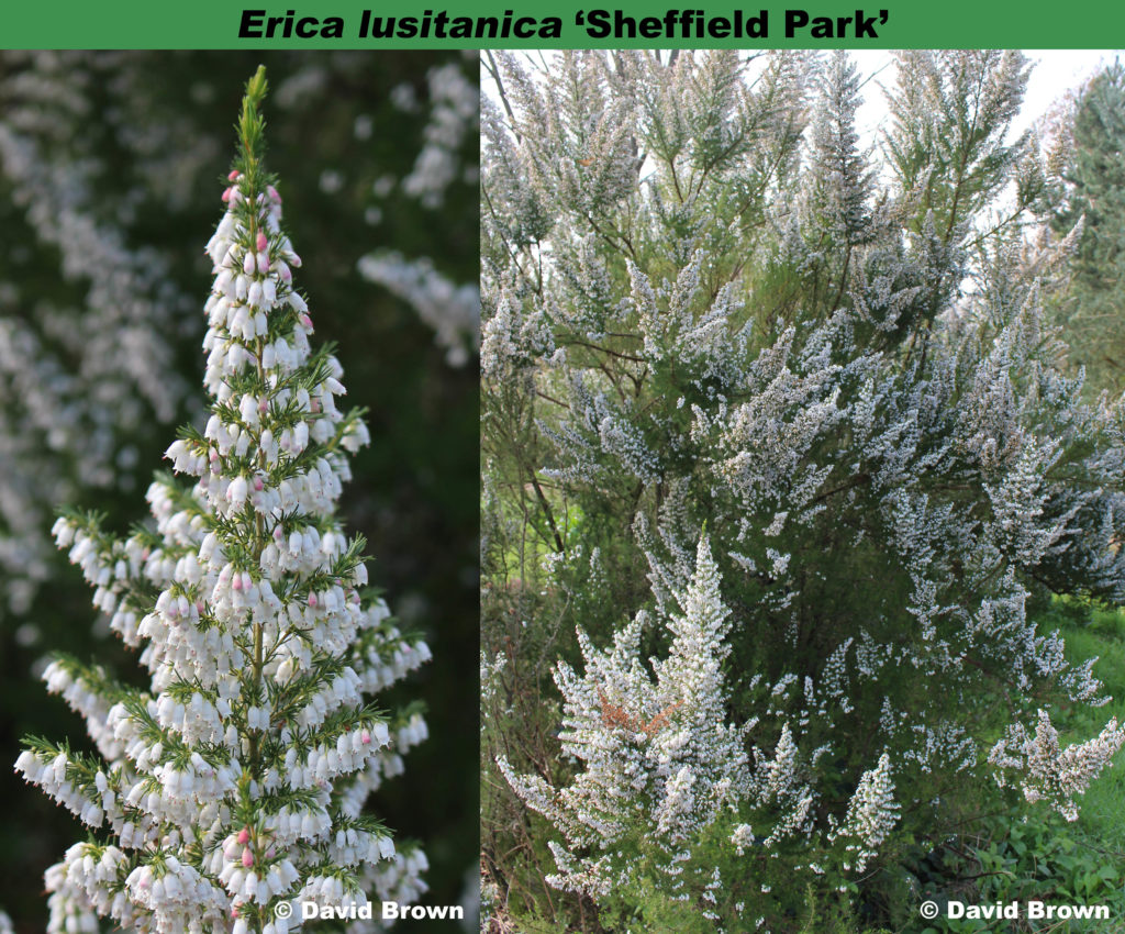 Erica lusitanica – Heather World
