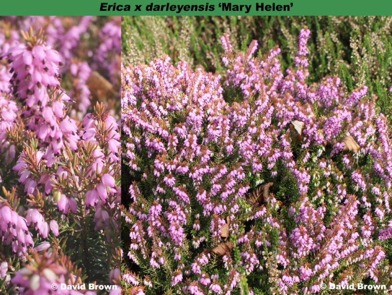 Erica x darleyensis ‘Mary Helen’ – Heather World