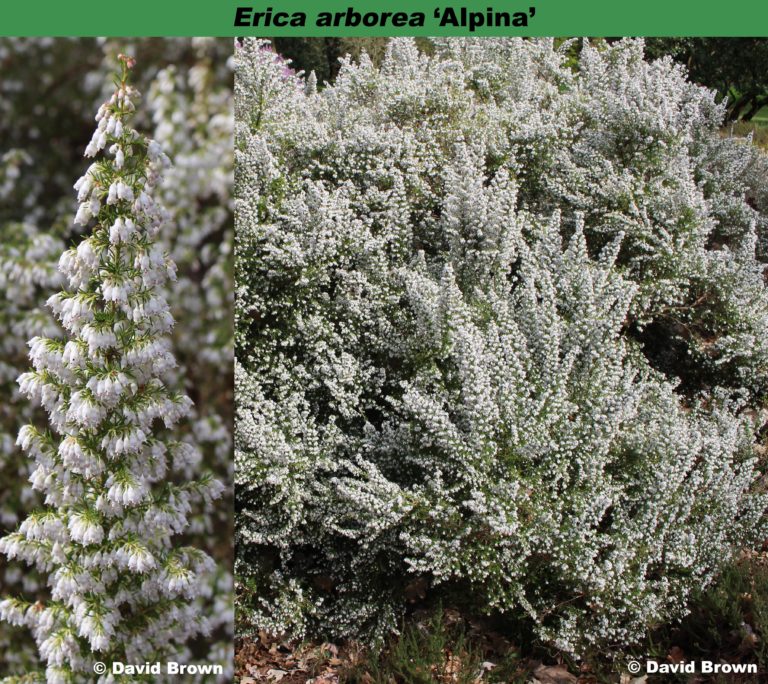Erica arborea f. arborea: foliage green – Heather World