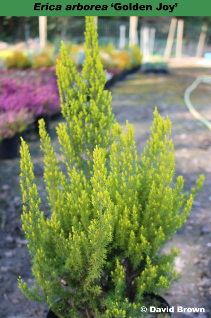 Erica arborea ‘Golden Joy’ – Heather World